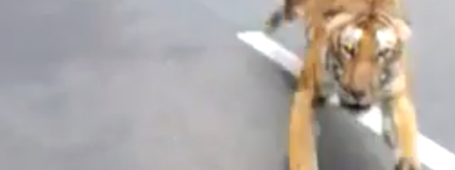 Get Em High » Tiger chase down bikers in India