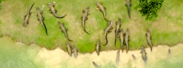 Get Em High » Robert Irwin feeds some awesome gators